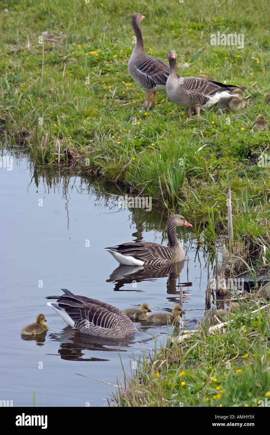 Netherlands animals hi-res stock photography and images - Alamy