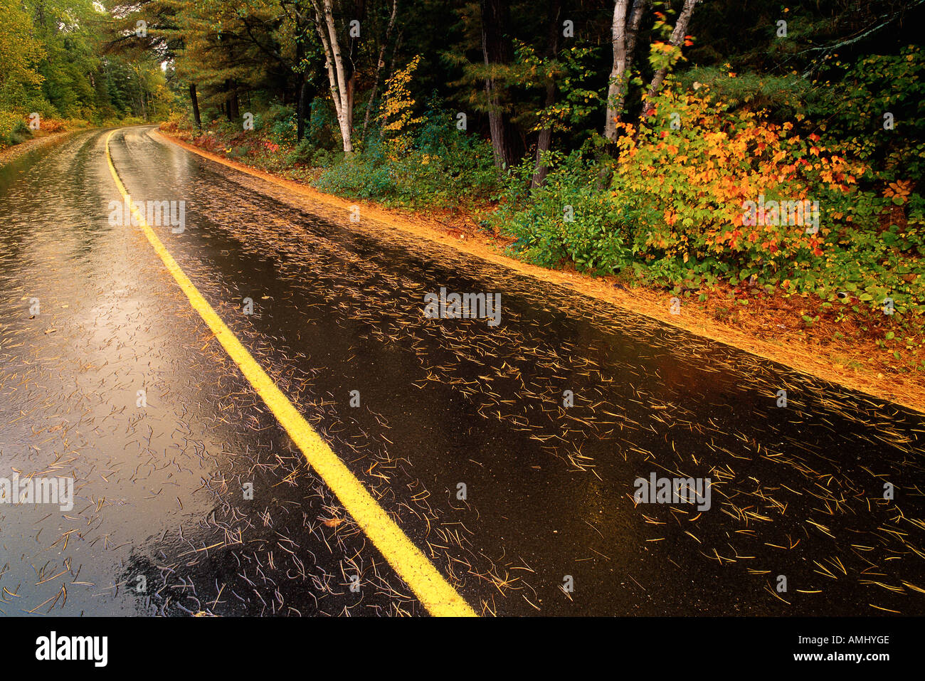 Opeongo Lake Road and Trees in Autumn, Algonquin Provincial Park ...