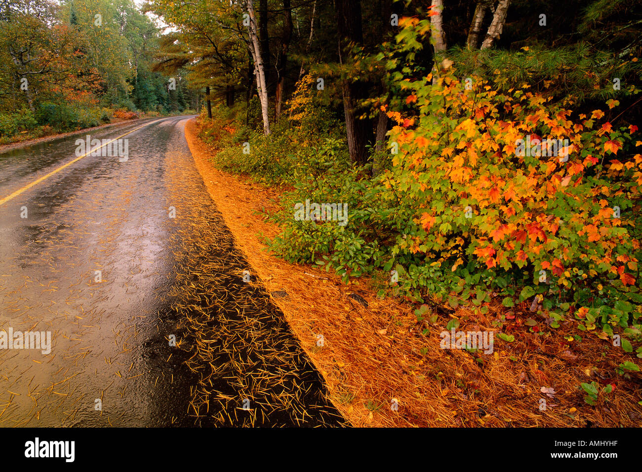 Opeongo Lake Road and Trees in Autumn, Algonquin Provincial Park ...