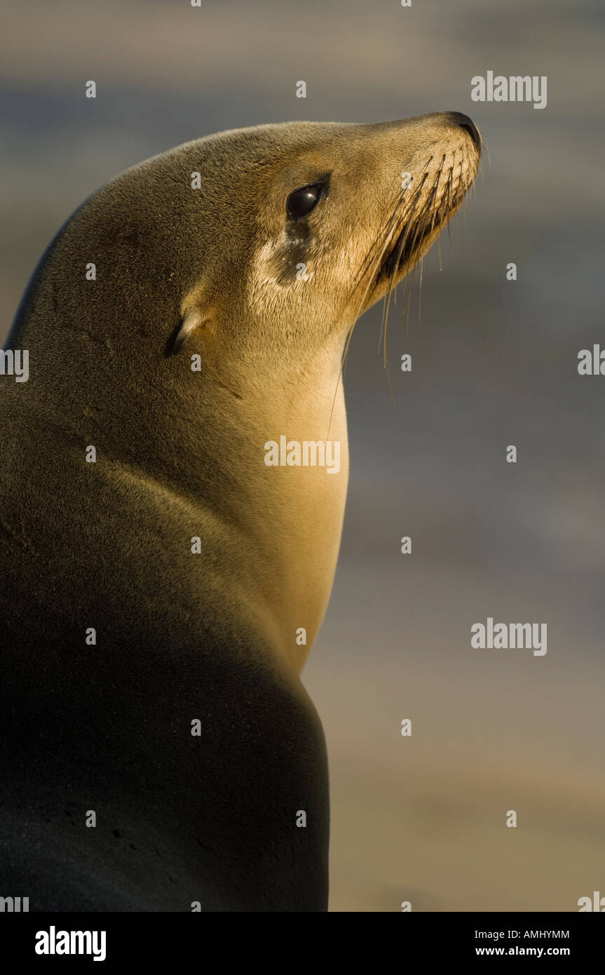 California Sea Lion profile portrait Stock Photo - Alamy