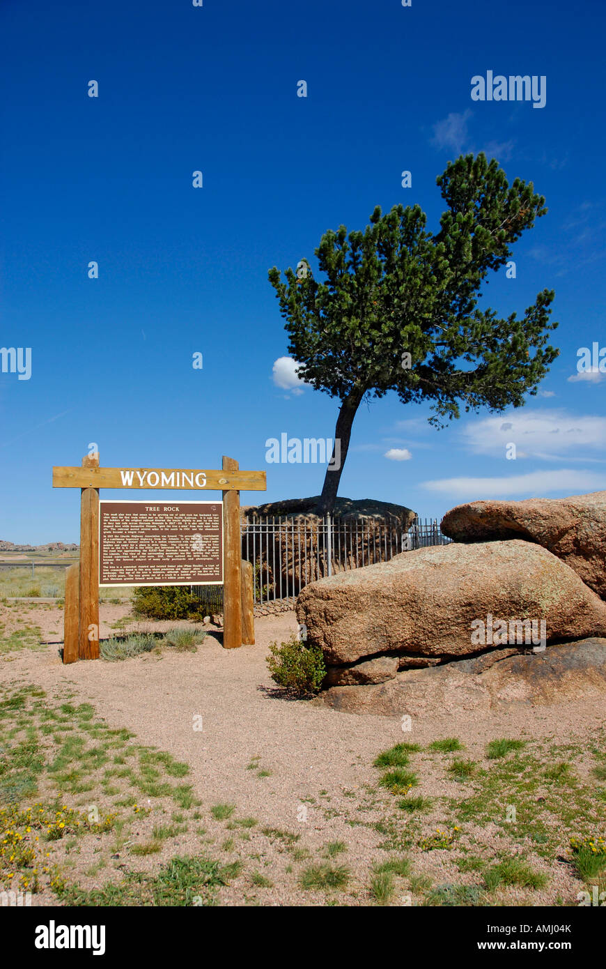 The famous Wyoming Tree Rock where several hundred year old Pine tree ...
