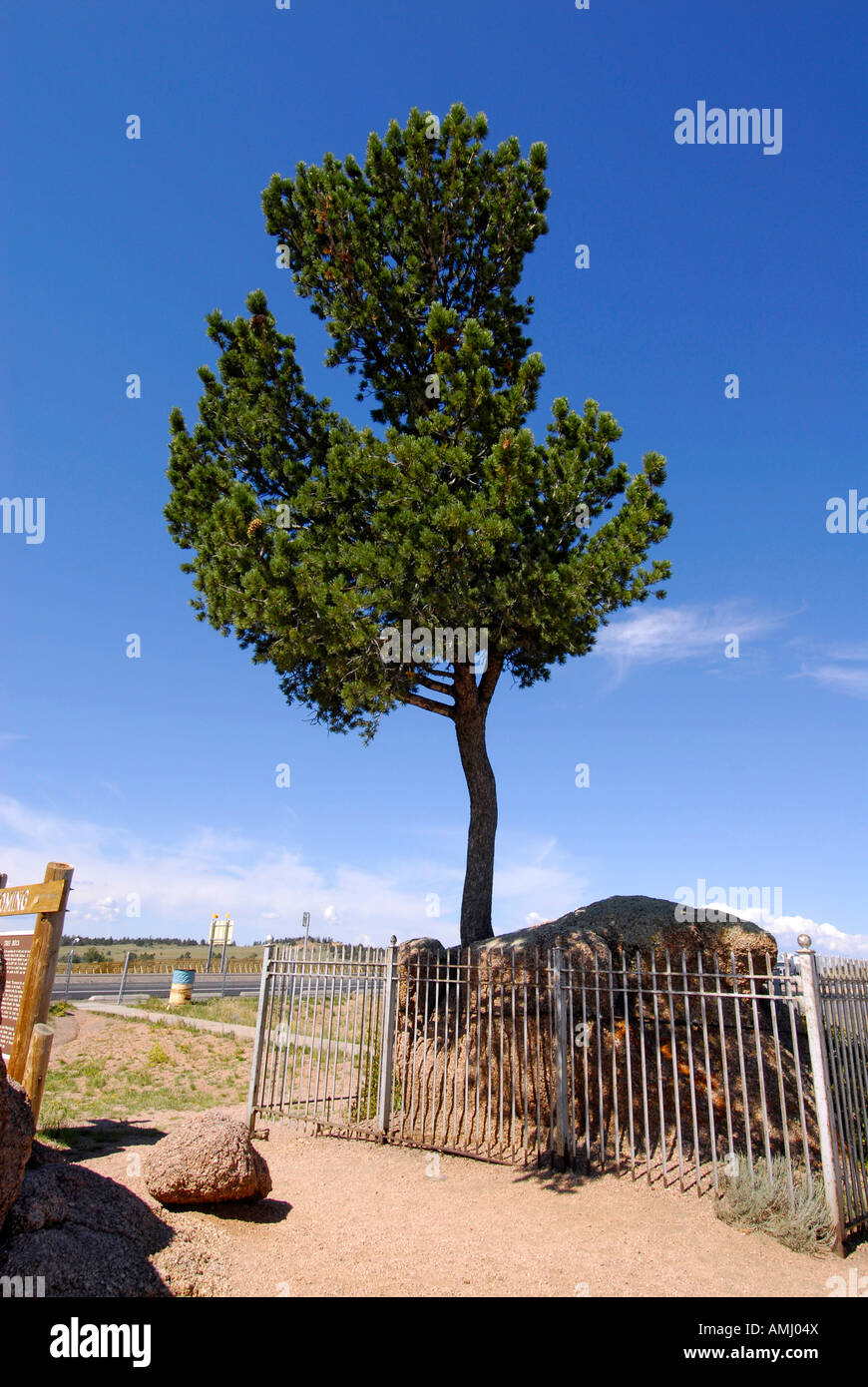 The famous Wyoming Tree Rock where several hundred year old Pine tree ...