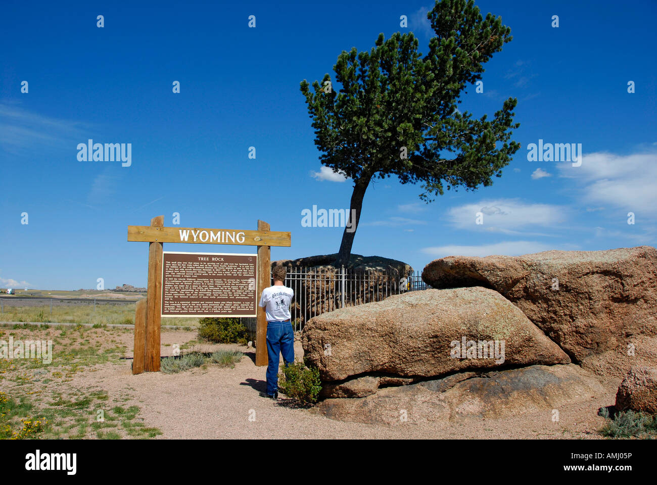 The famous Wyoming Tree Rock where several hundred year old Pine tree ...
