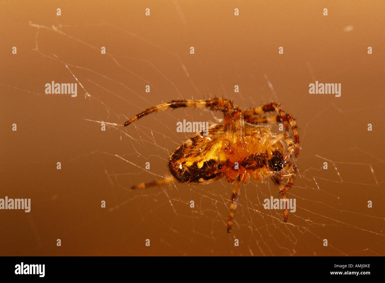 Spider eating bug hi-res stock photography and images - Alamy