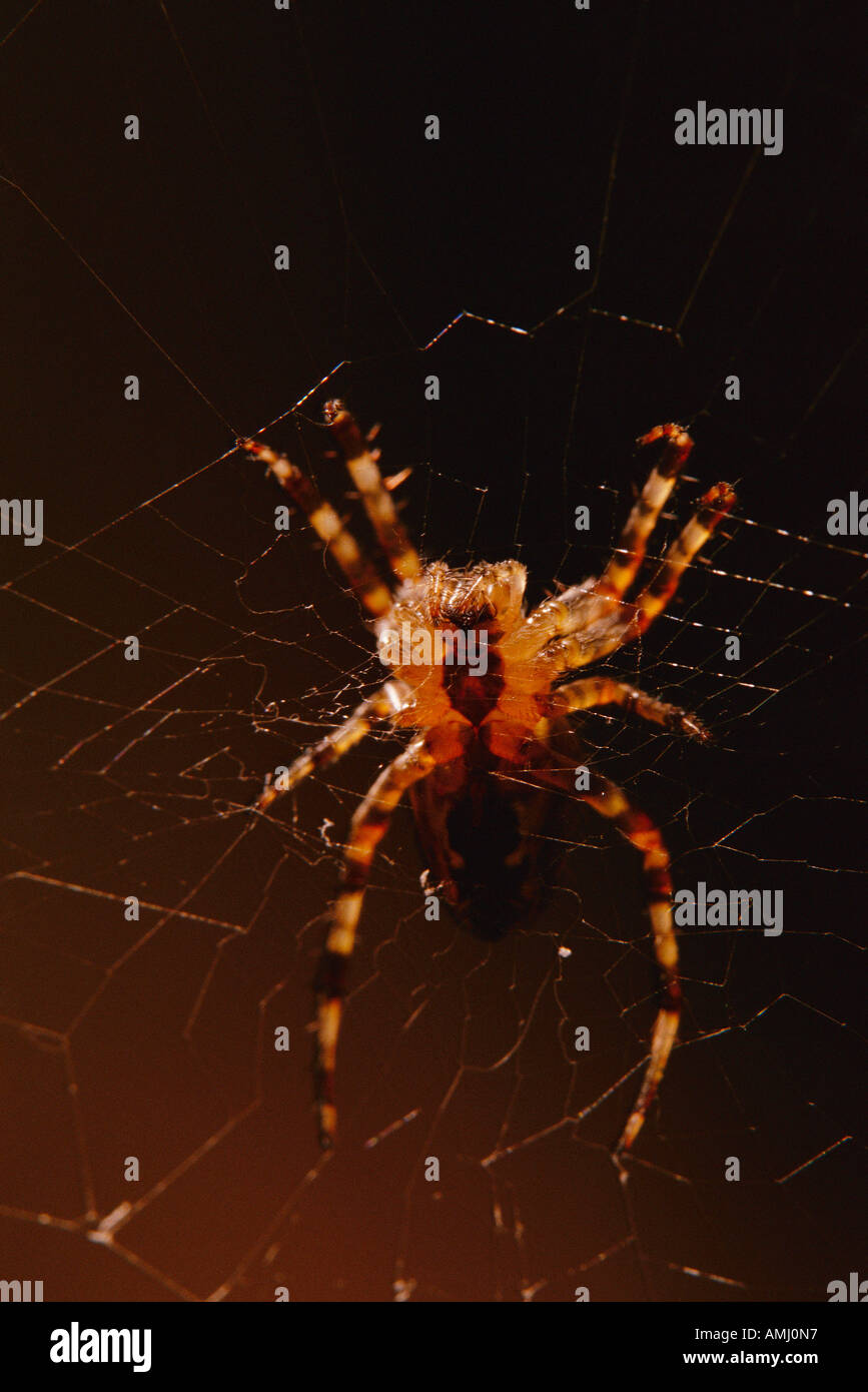 Web without the spider hi-res stock photography and images - Alamy