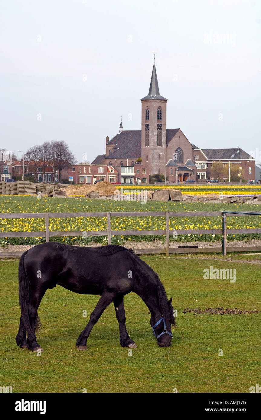 horse of lisse netherlands Stock Photo - Alamy