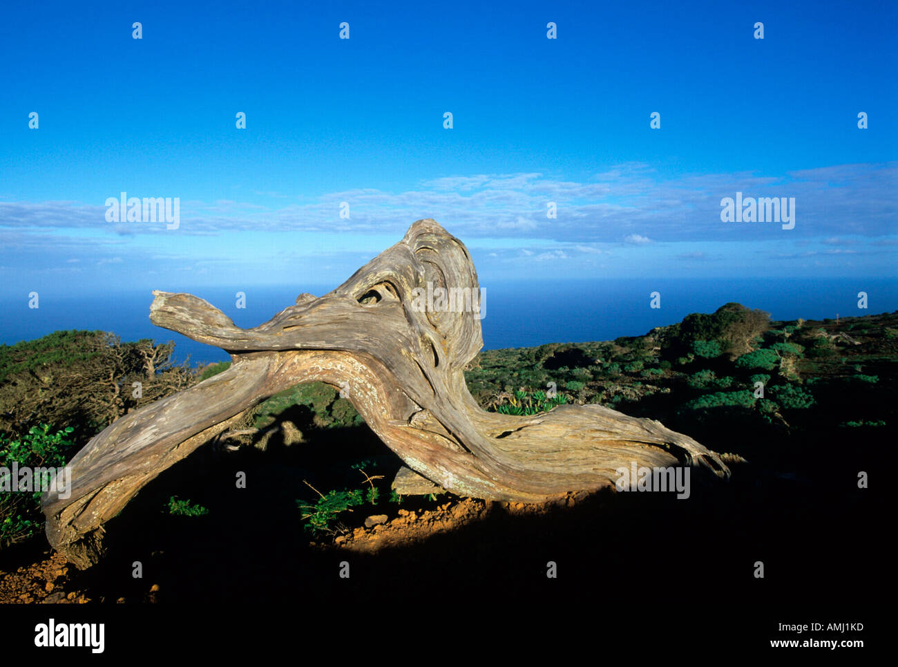 Spanien, El Hierro, El Sabinar, Wacholderbaum Stock Photo - Alamy