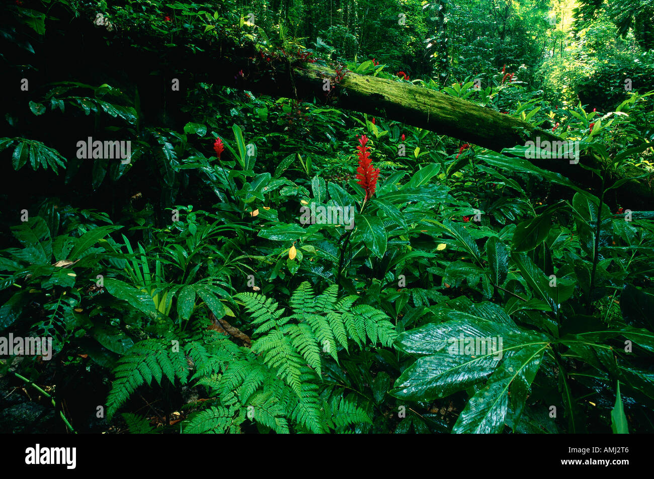 Tropical Rain Forest, Jamaica Stock Photo - Alamy
