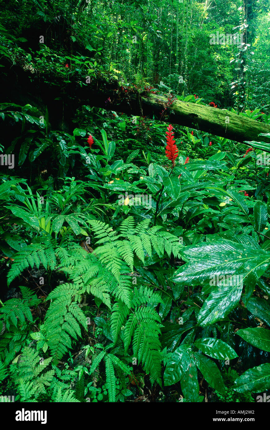 Jamaica Tropical Rainforests When In Jamaica I Highly Recommend You