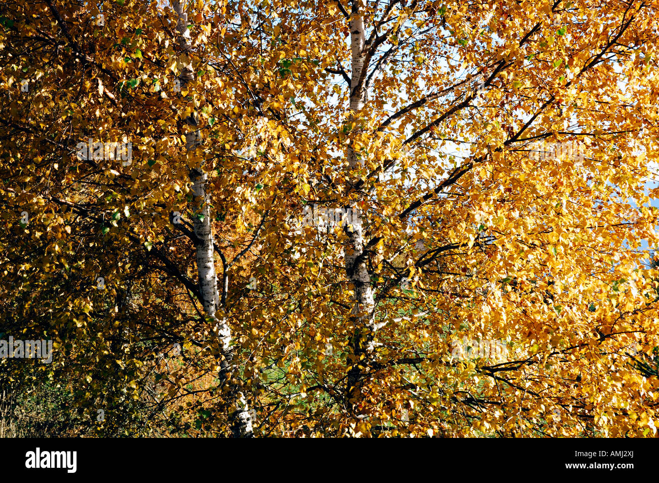 Autumn colors in the woods Stock Photo - Alamy