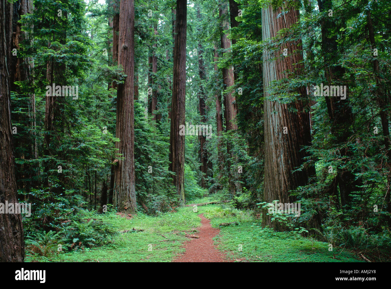 Redwood Forest, Humboldt Redwoods State Park, California, USA Stock ...