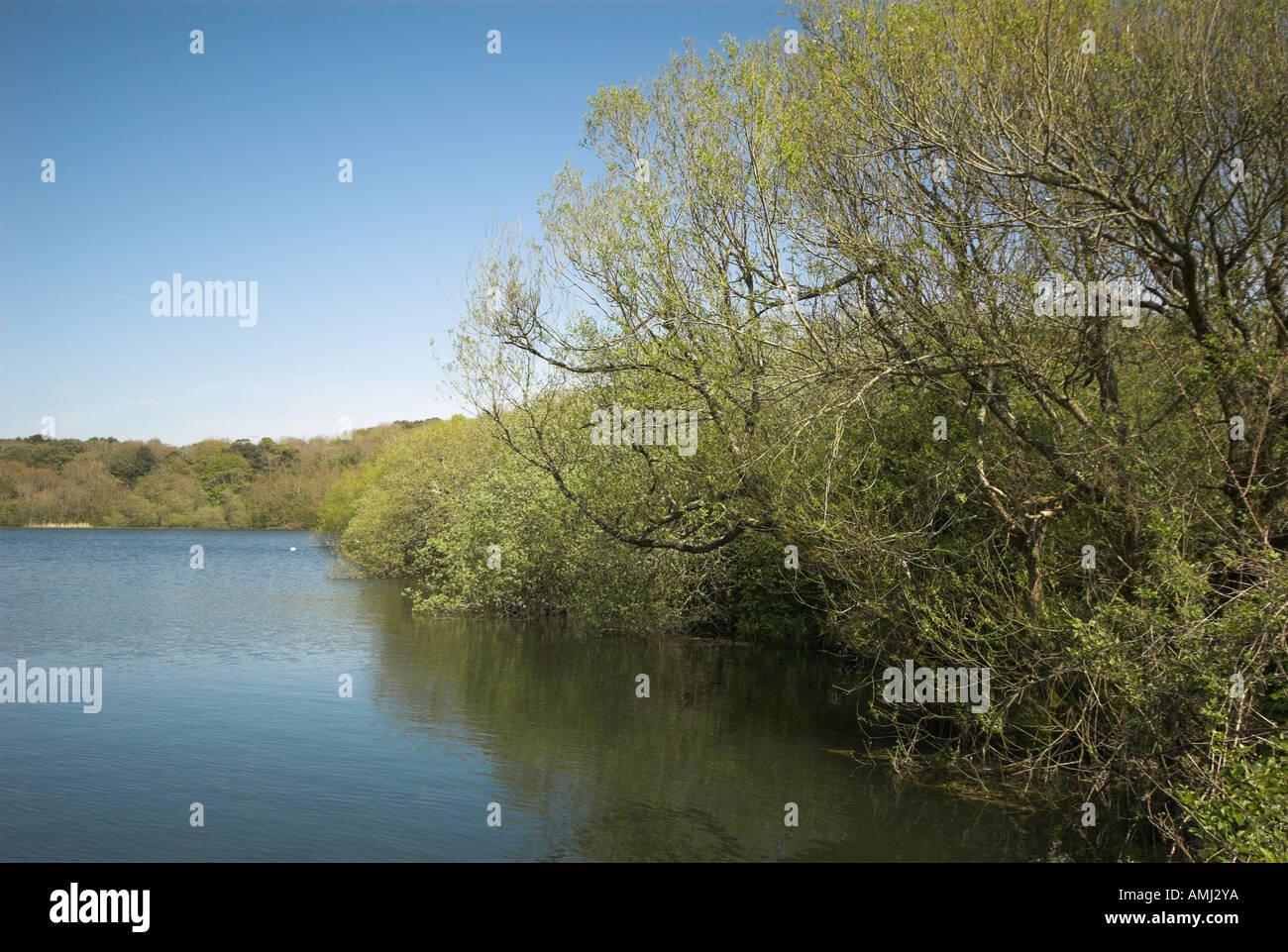 Waterside willow trees hi-res stock photography and images - Alamy
