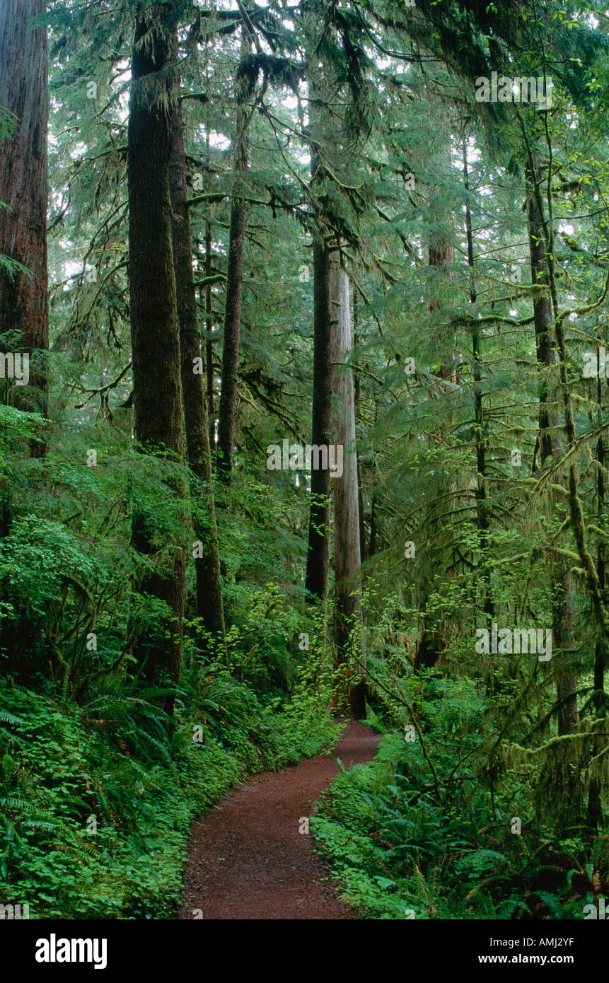 Temperate Rainforest, Olympic National Park, Washington, USA Stock ...