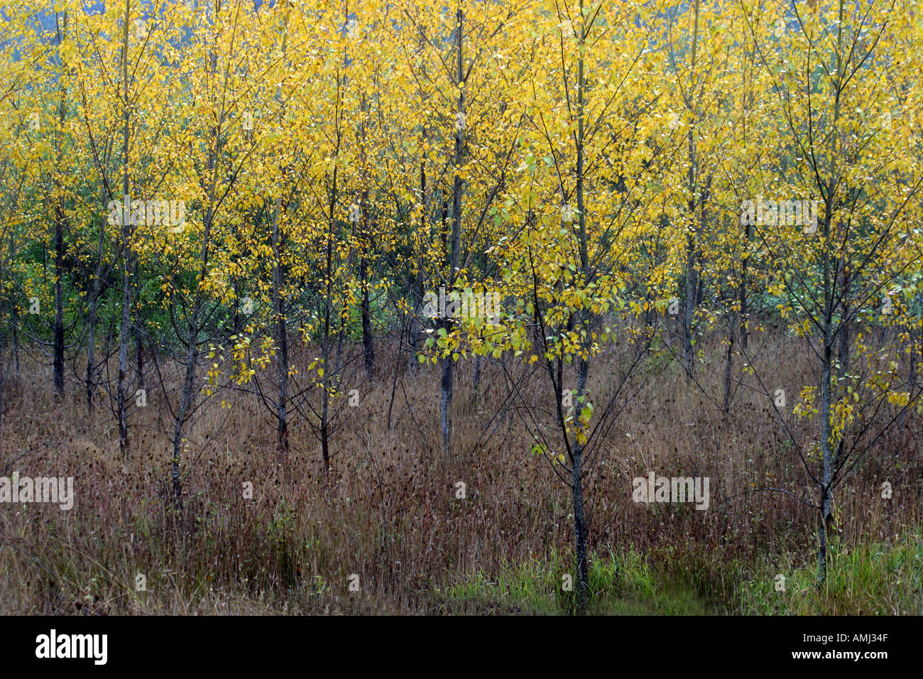 A grove of trees in Oregon turns yellow in the fall Stock Photo - Alamy