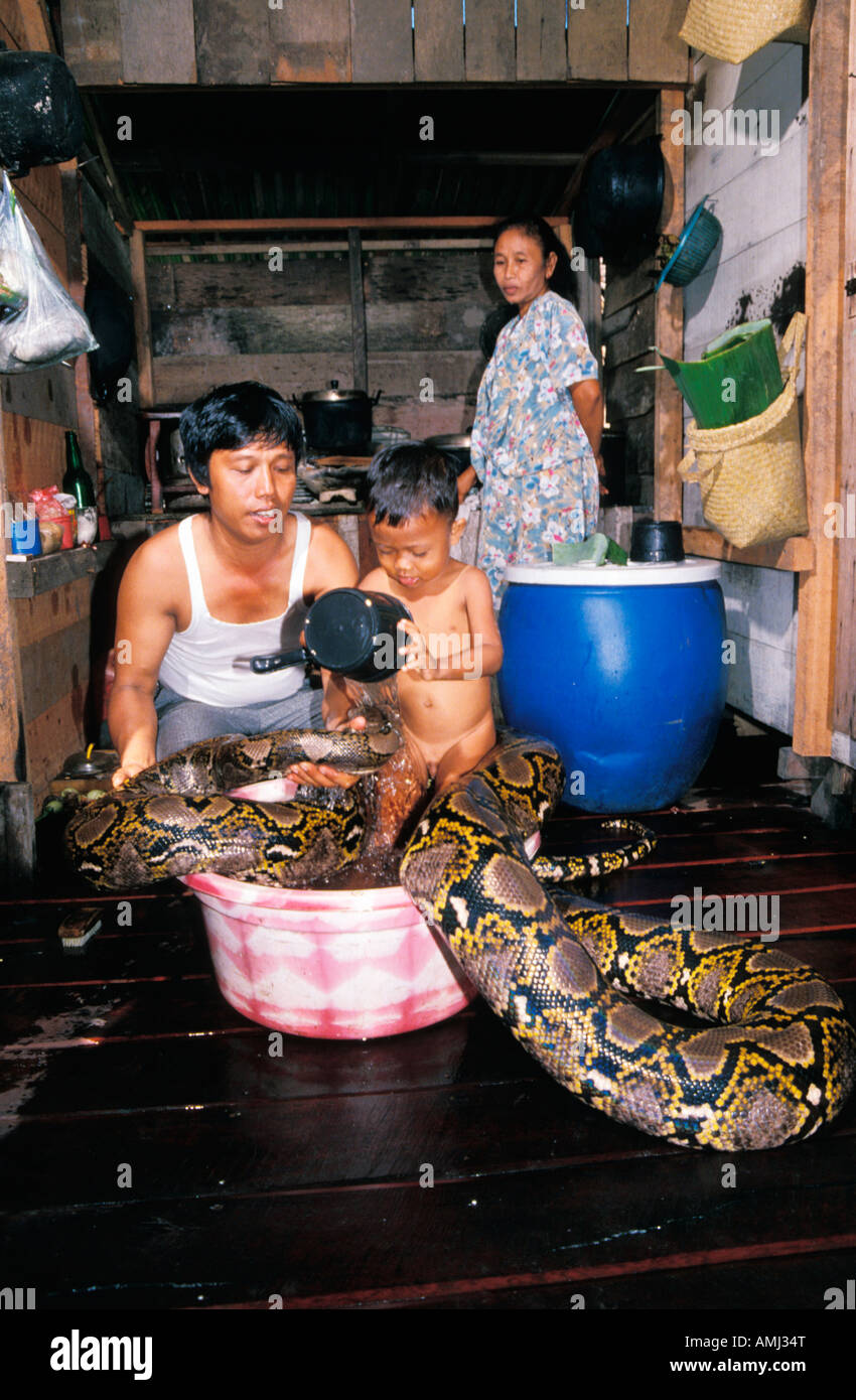 Netzpython indonesien familly with tame Reticulated Python Python ...