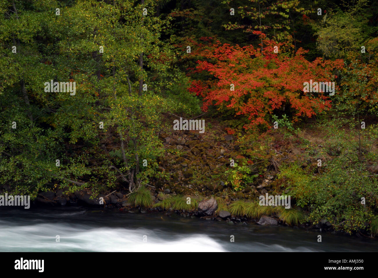 Fall color along the Rogue River in Oregon Stock Photo - Alamy