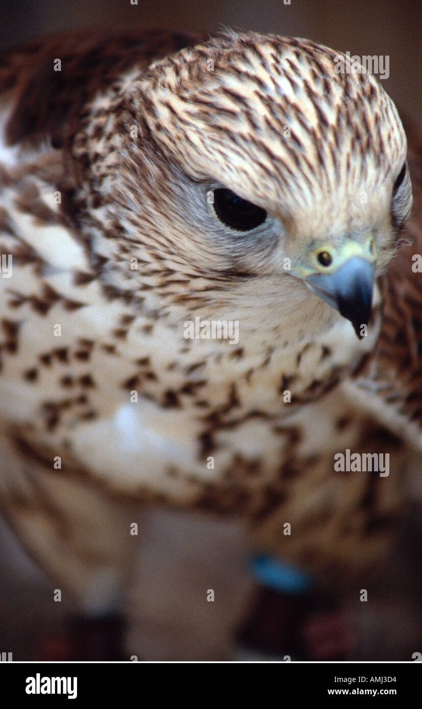 Falcon markings hi-res stock photography and images - Alamy
