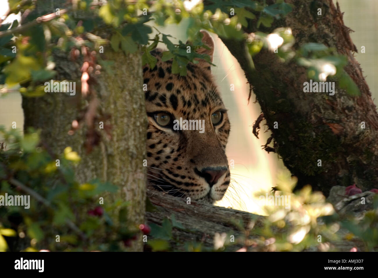 Russian leopard through trees Stock Photo - Alamy
