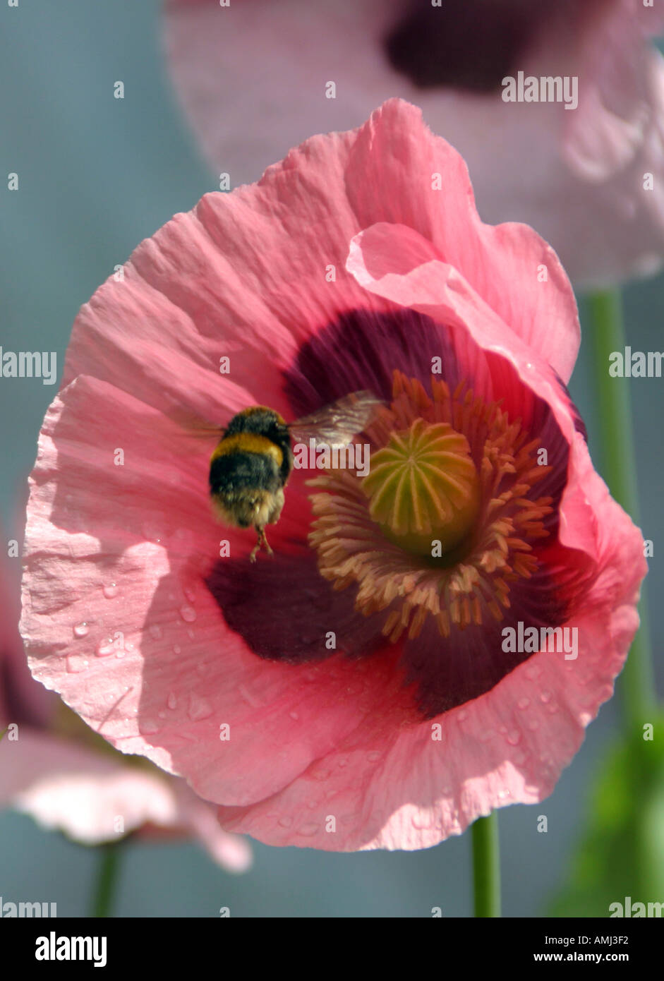 Bumble Bee and poppy Stock Photo - Alamy