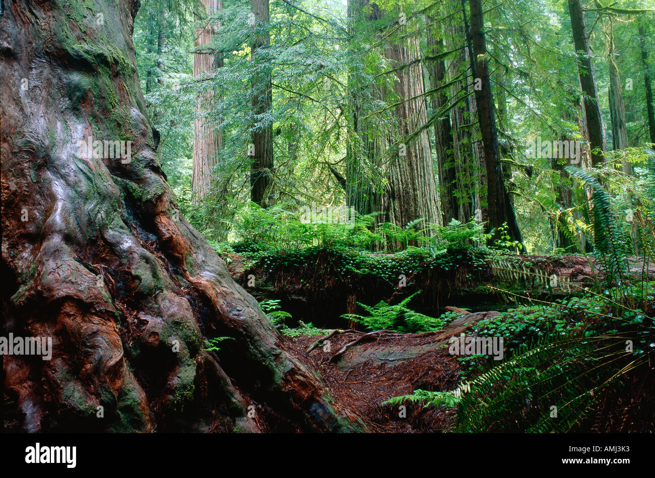 Lush scenery in redwood tree hi-res stock photography and images - Alamy