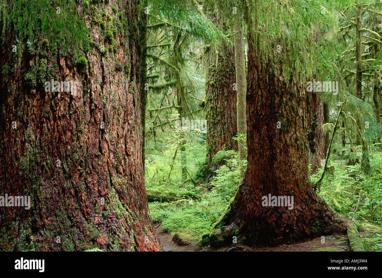 Temperate Rainforest, Olympic National Park, Washington State, USA ...