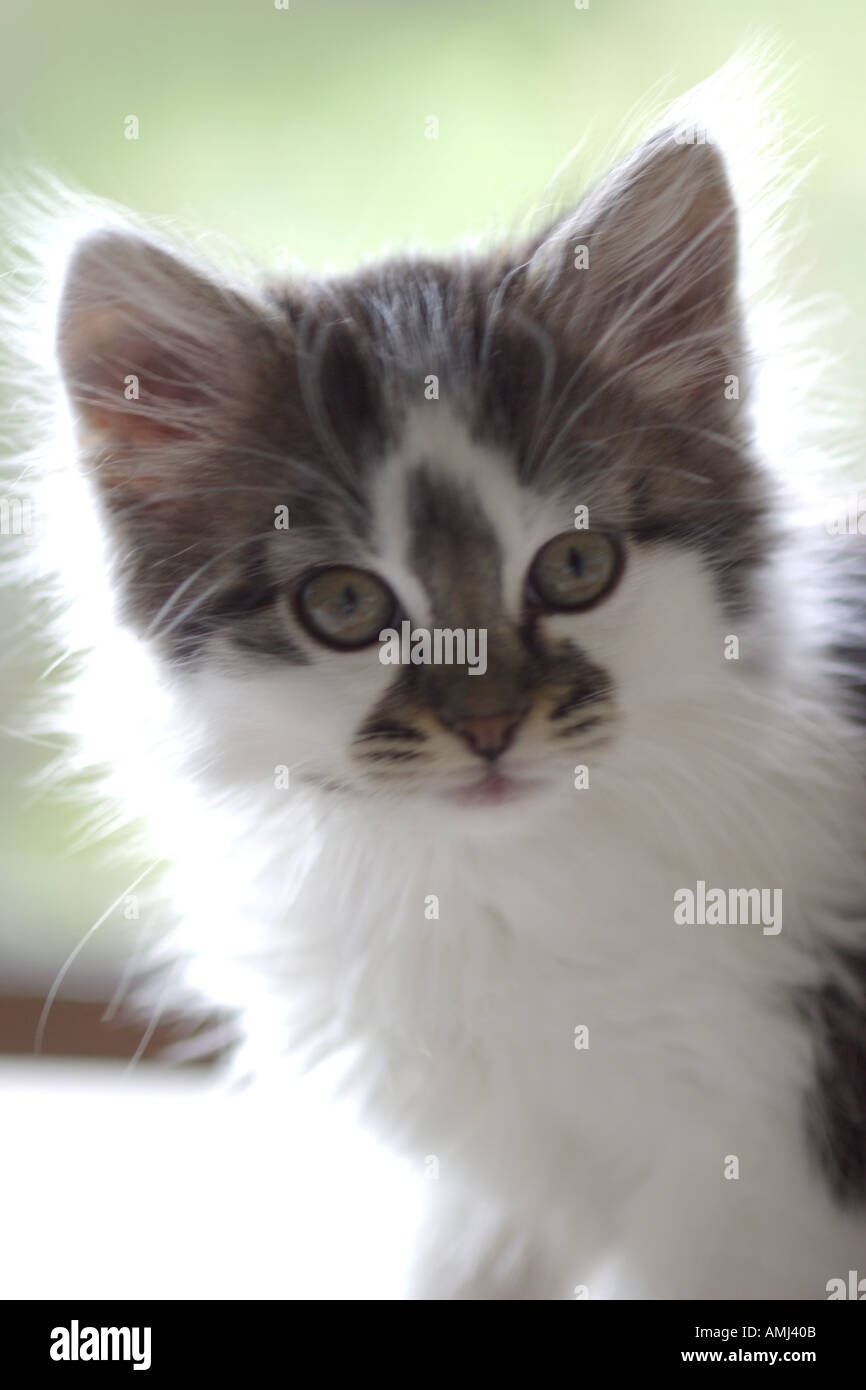 Cat peeking around corner hi-res stock photography and images - Alamy