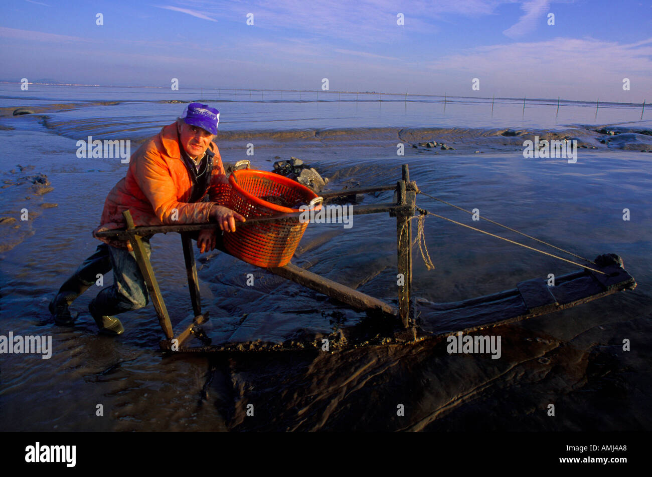 Boar running in water hi-res stock photography and images - Alamy