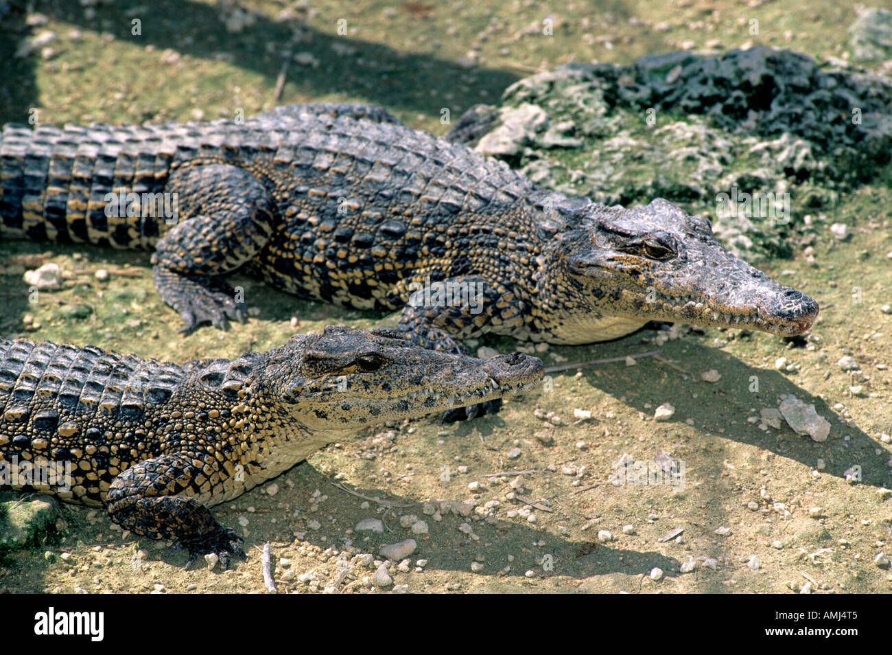 Kuba, Matanzas, Nationalpark Zapata, Guama, Krokodilfarm Stock Photo ...