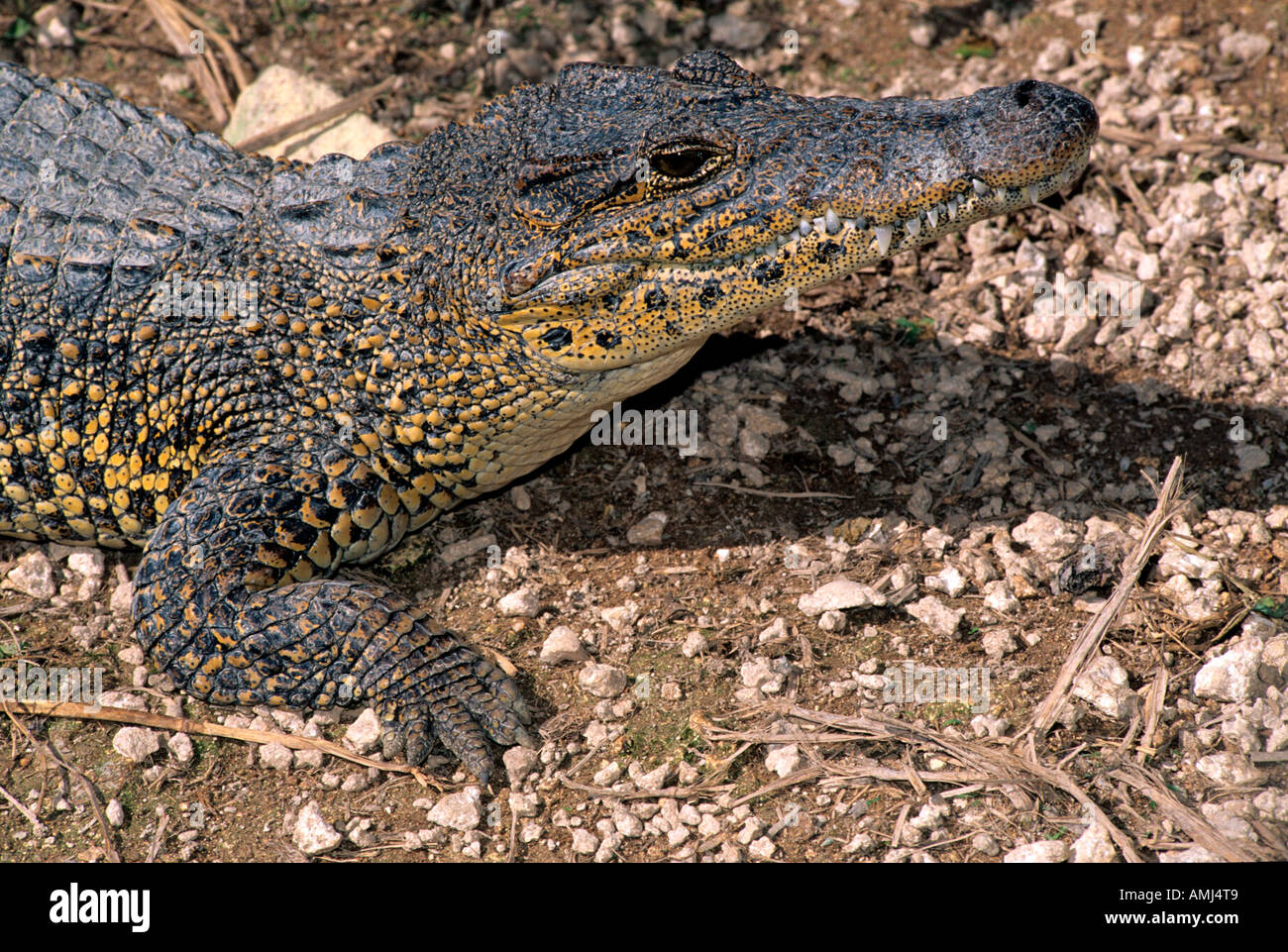 Kuba, Matanzas, Nationalpark Zapata, Guama, Krokodilfarm Stock Photo ...