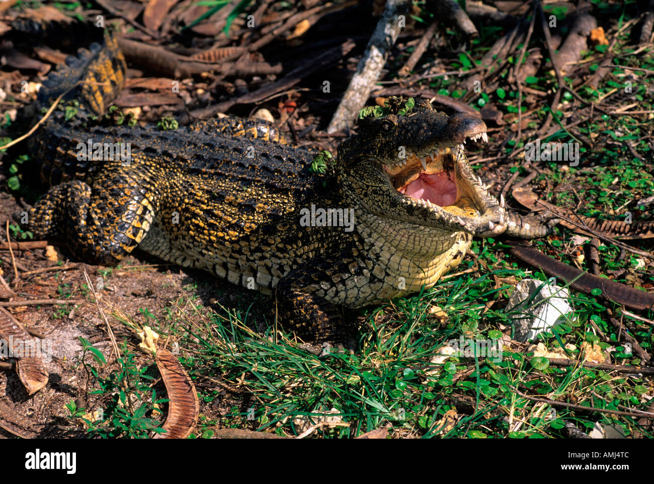 Kuba, Matanzas, Nationalpark Zapata, Guama, Krokodilfarm Stock Photo ...