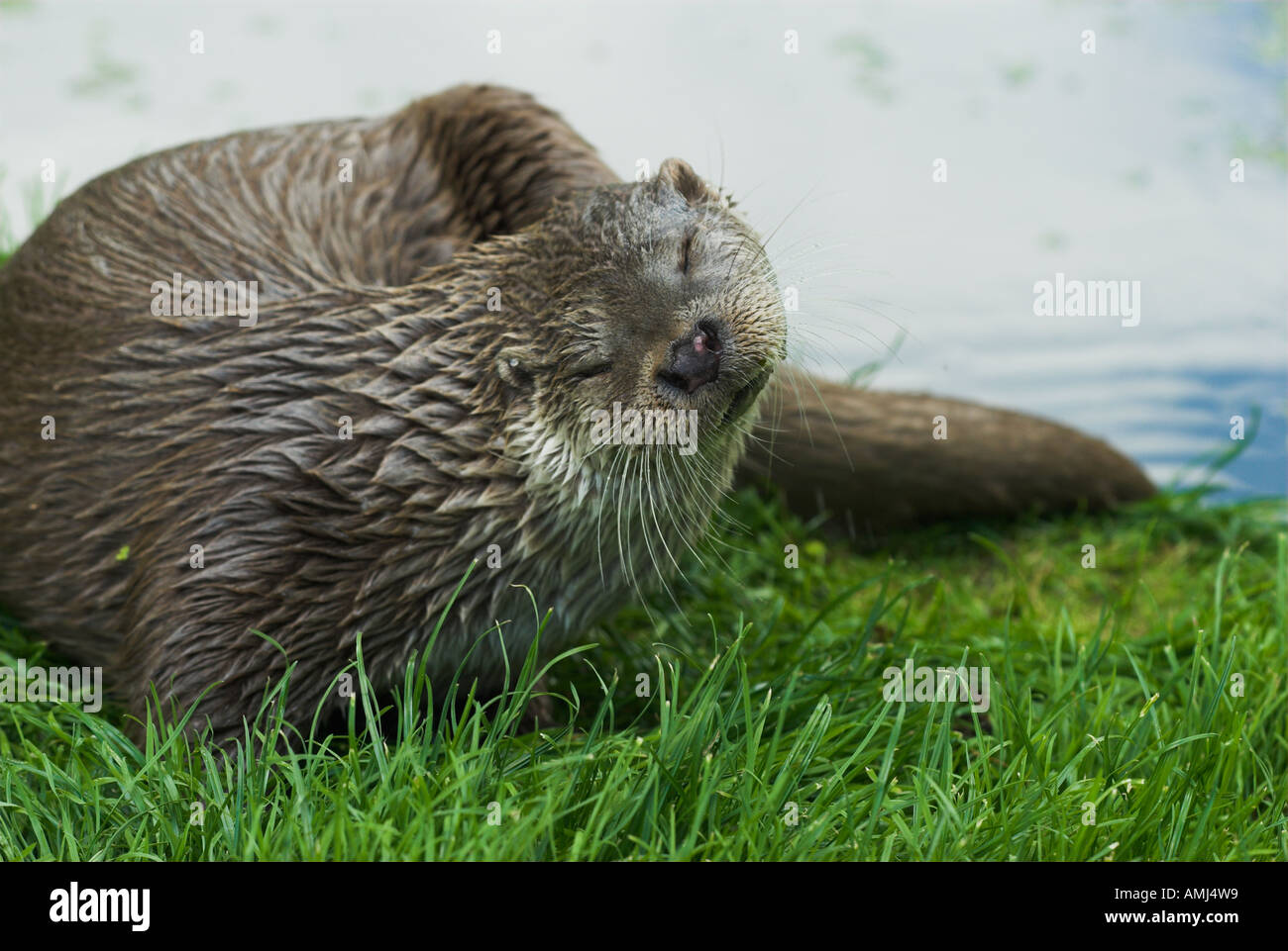 Otter Lying on Grass Animals Natural World Environment Wales Stock ...