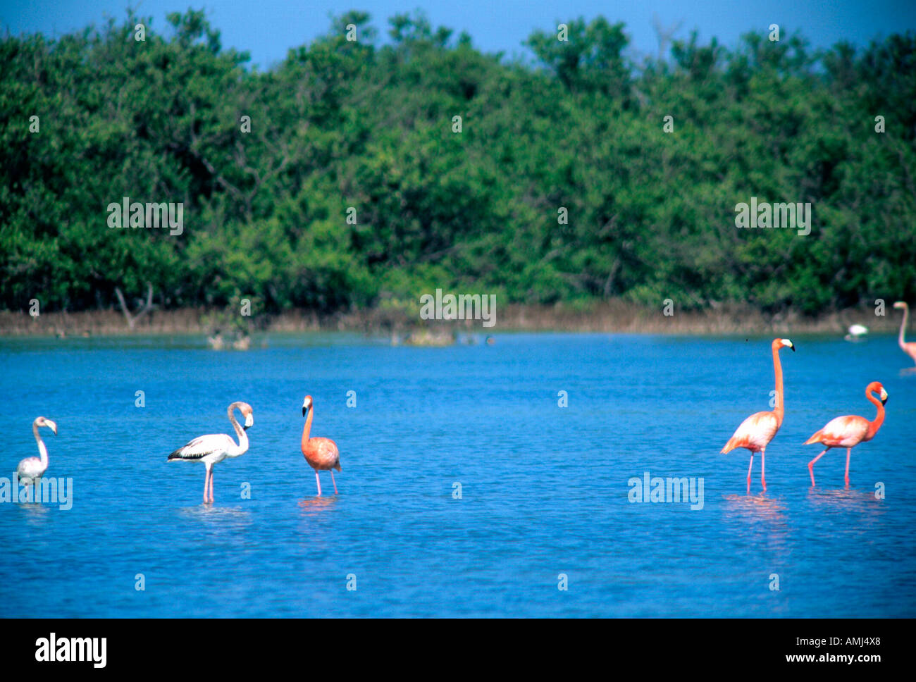 Kuba, Matanzas, Nationalpark Zapata, Guama, Schatzlagune, Laguna del ...