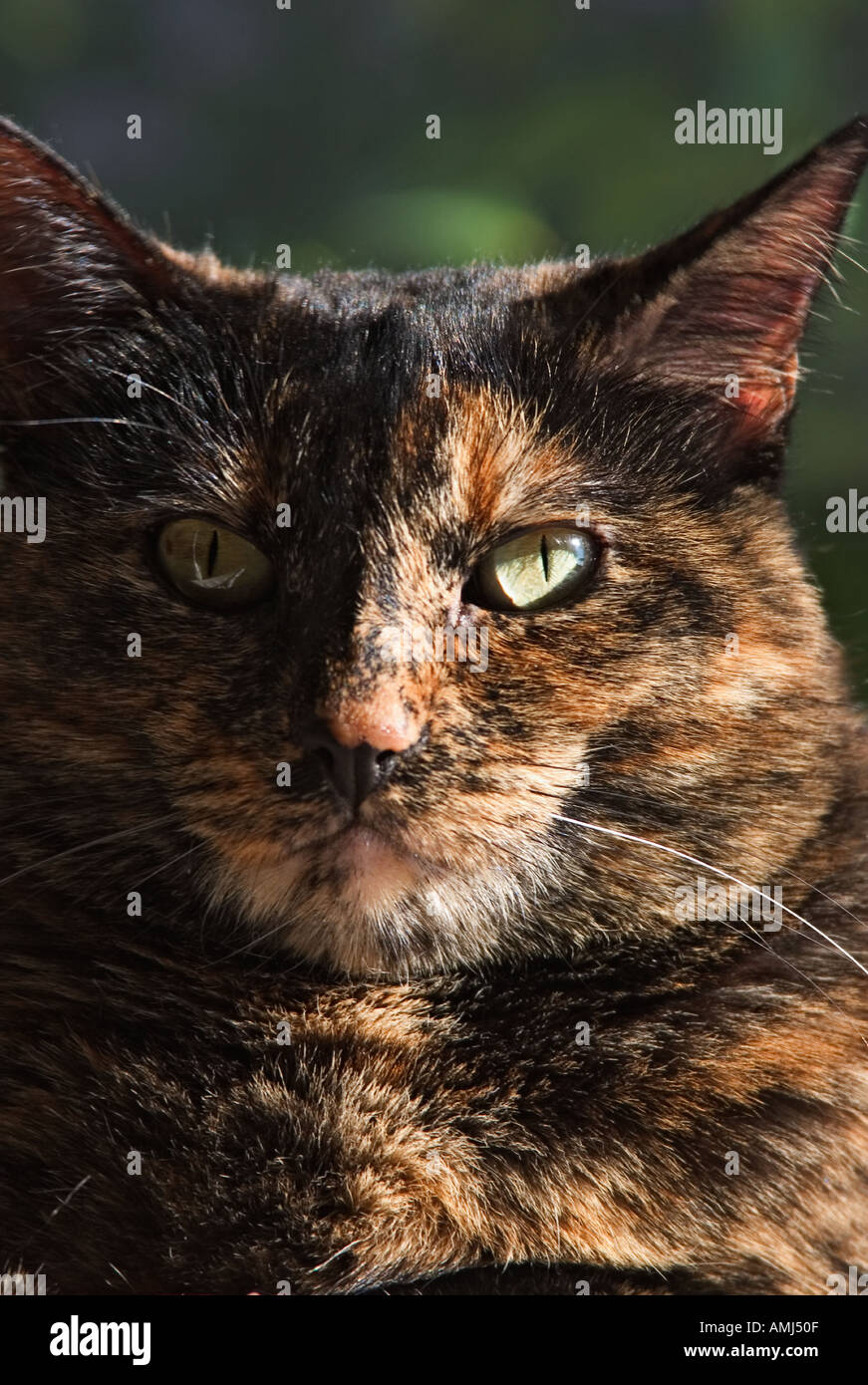 Cricket A Domestic shorthair cat Stock Photo - Alamy