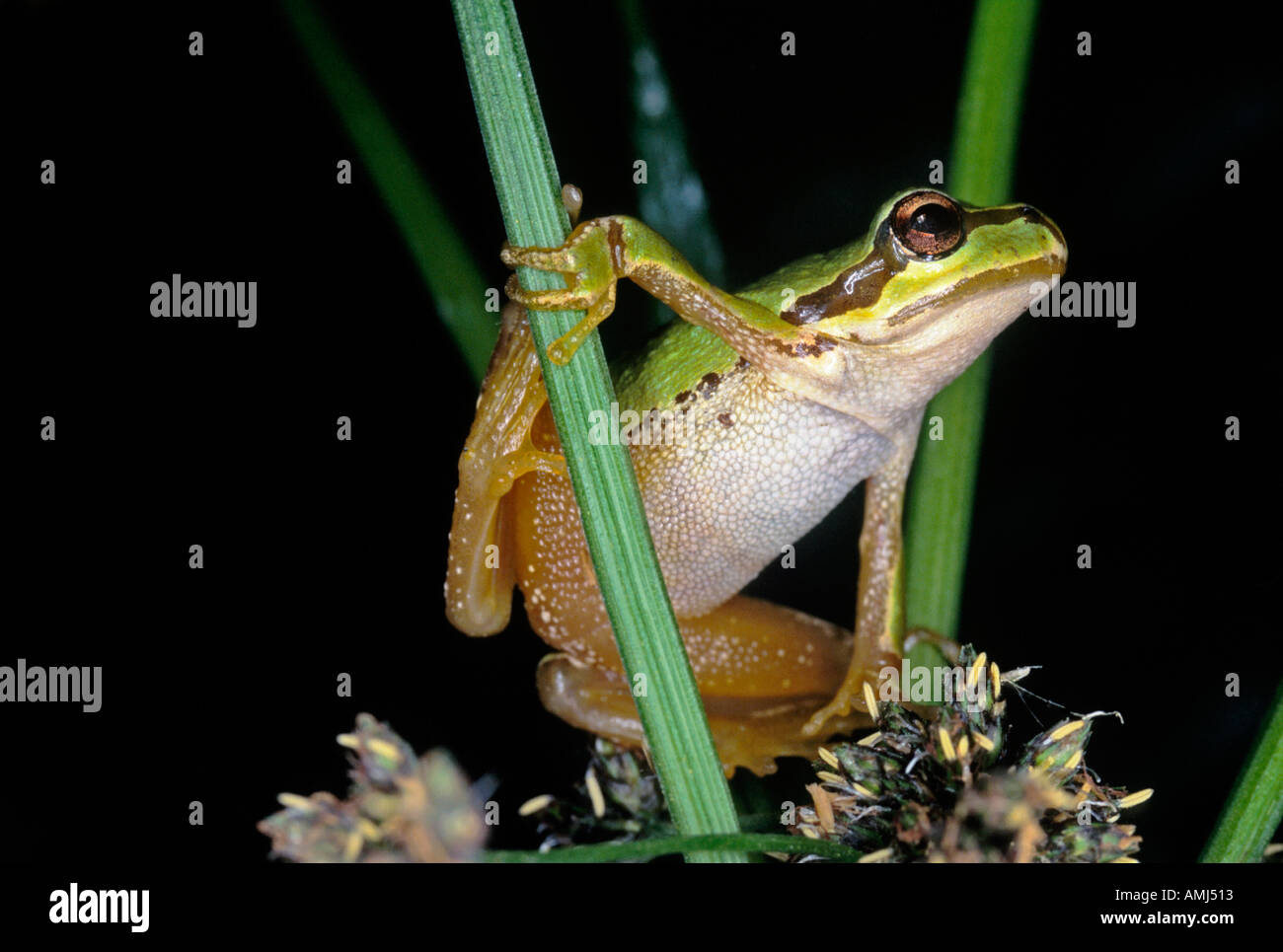 Pacific Tree Frog Stock Photo - Alamy