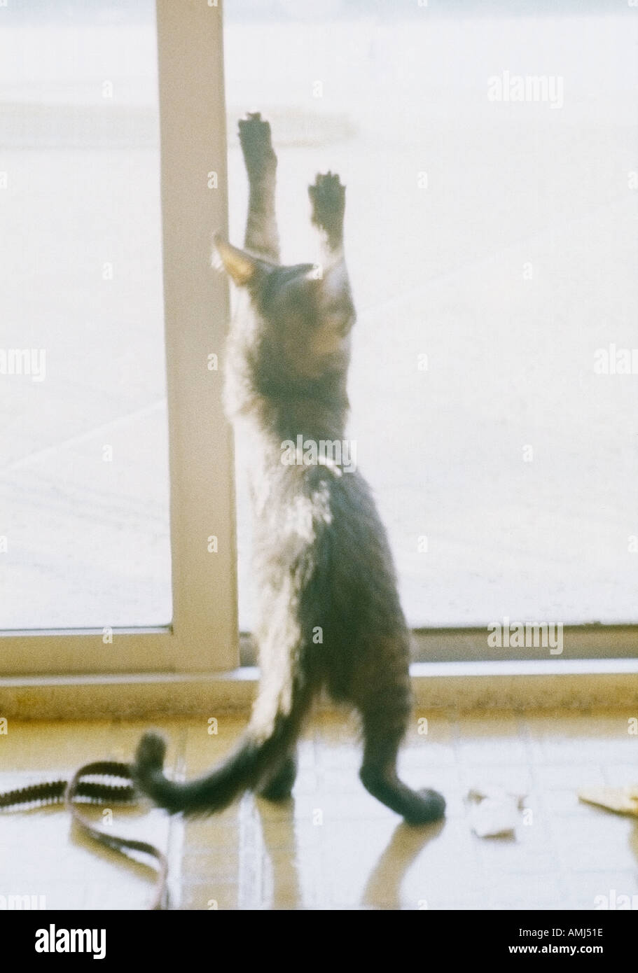 Stretching cat domestic hi-res stock photography and images - Alamy