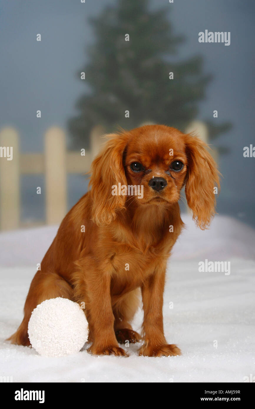 Cavalier King Charles Spaniel ruby 6 month Stock Photo - Alamy