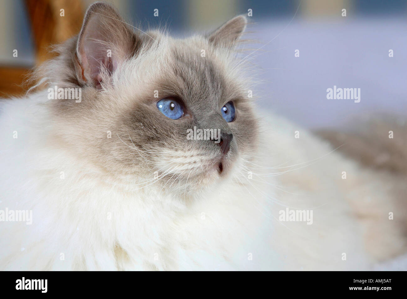 Lilac point birman cat hi-res stock photography and images - Alamy