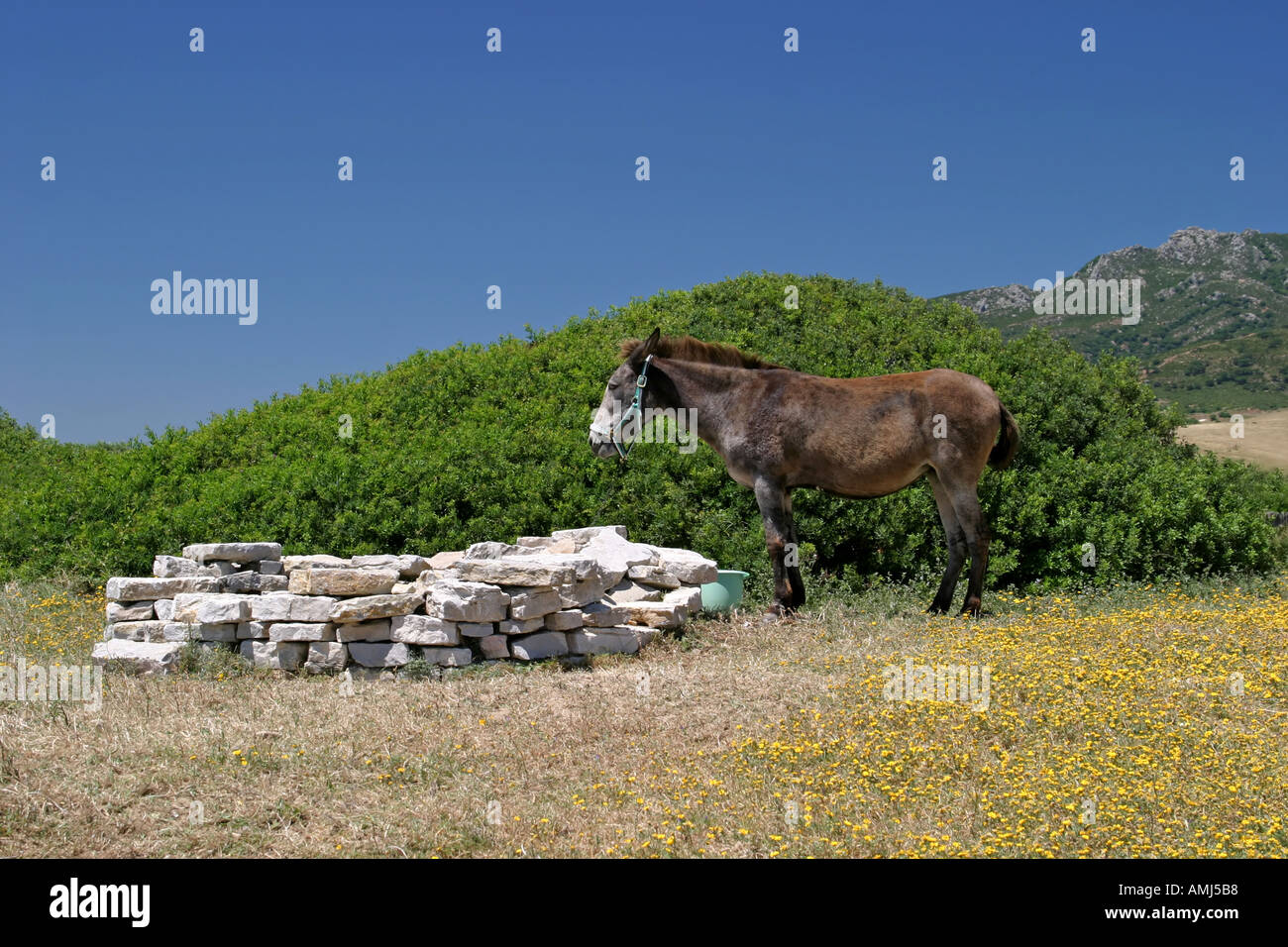 Donkeys carry sand hi-res stock photography and images - Alamy