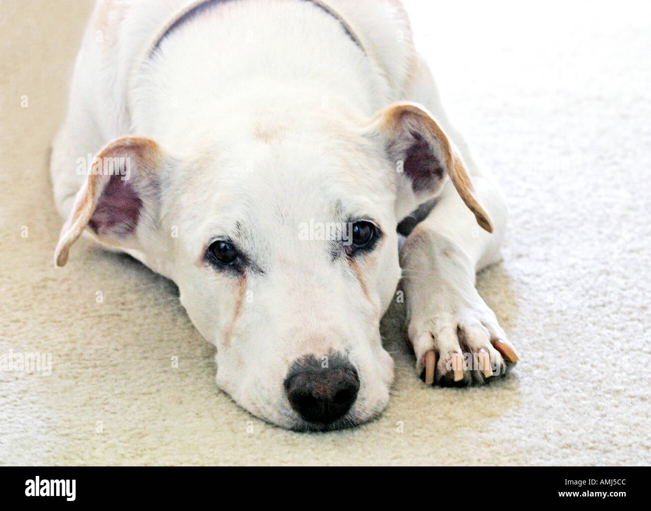 Bowser, the dog Stock Photo - Alamy