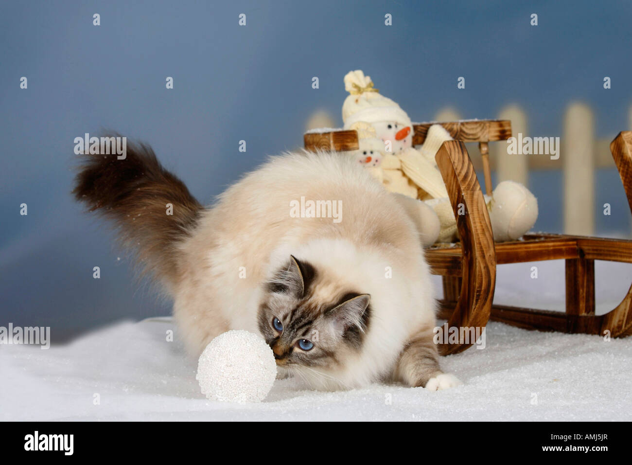Tabby pet cat sniffing hi-res stock photography and images - Alamy