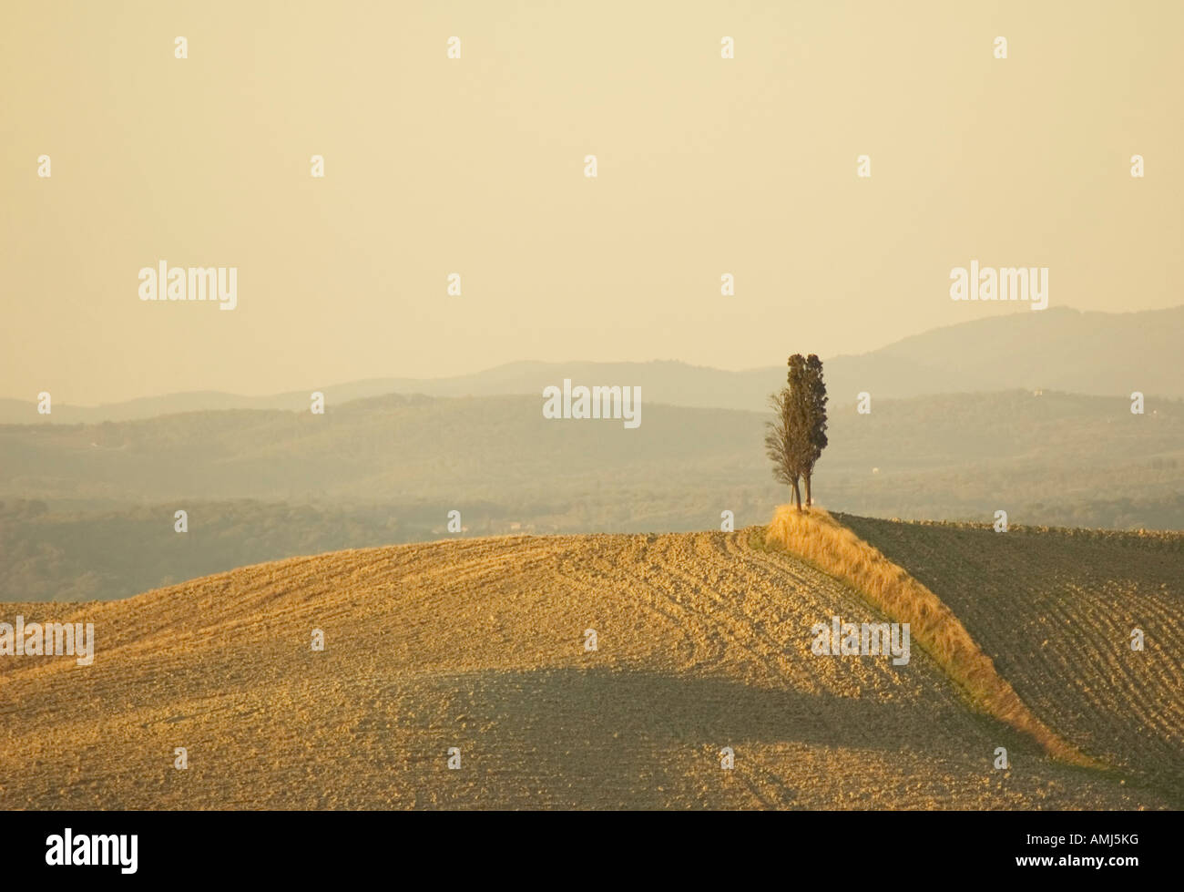 Lone cypress tree sunrise hi-res stock photography and images - Alamy