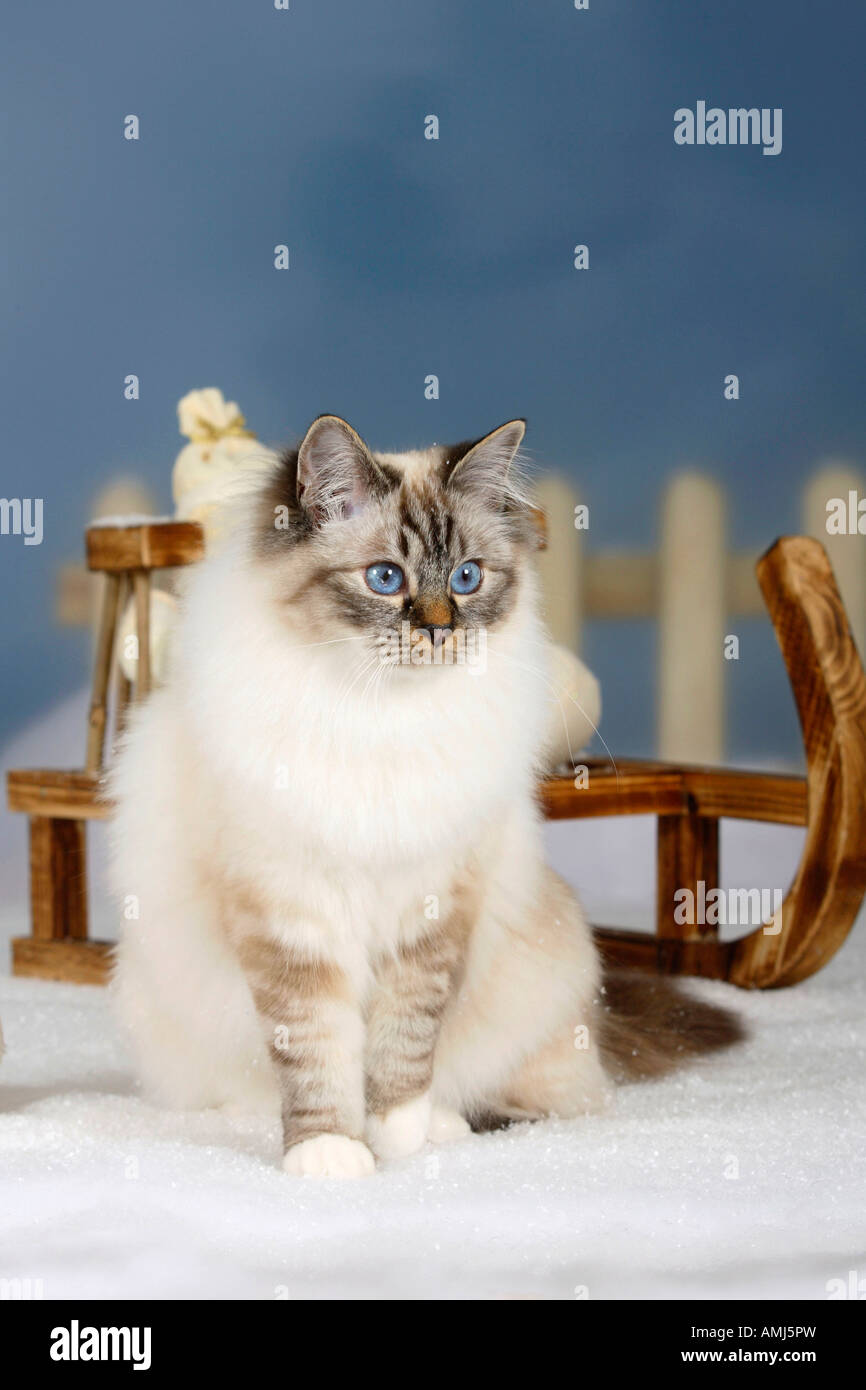 Sacred Cat of Birma seal tabby point Birman Stock Photo - Alamy