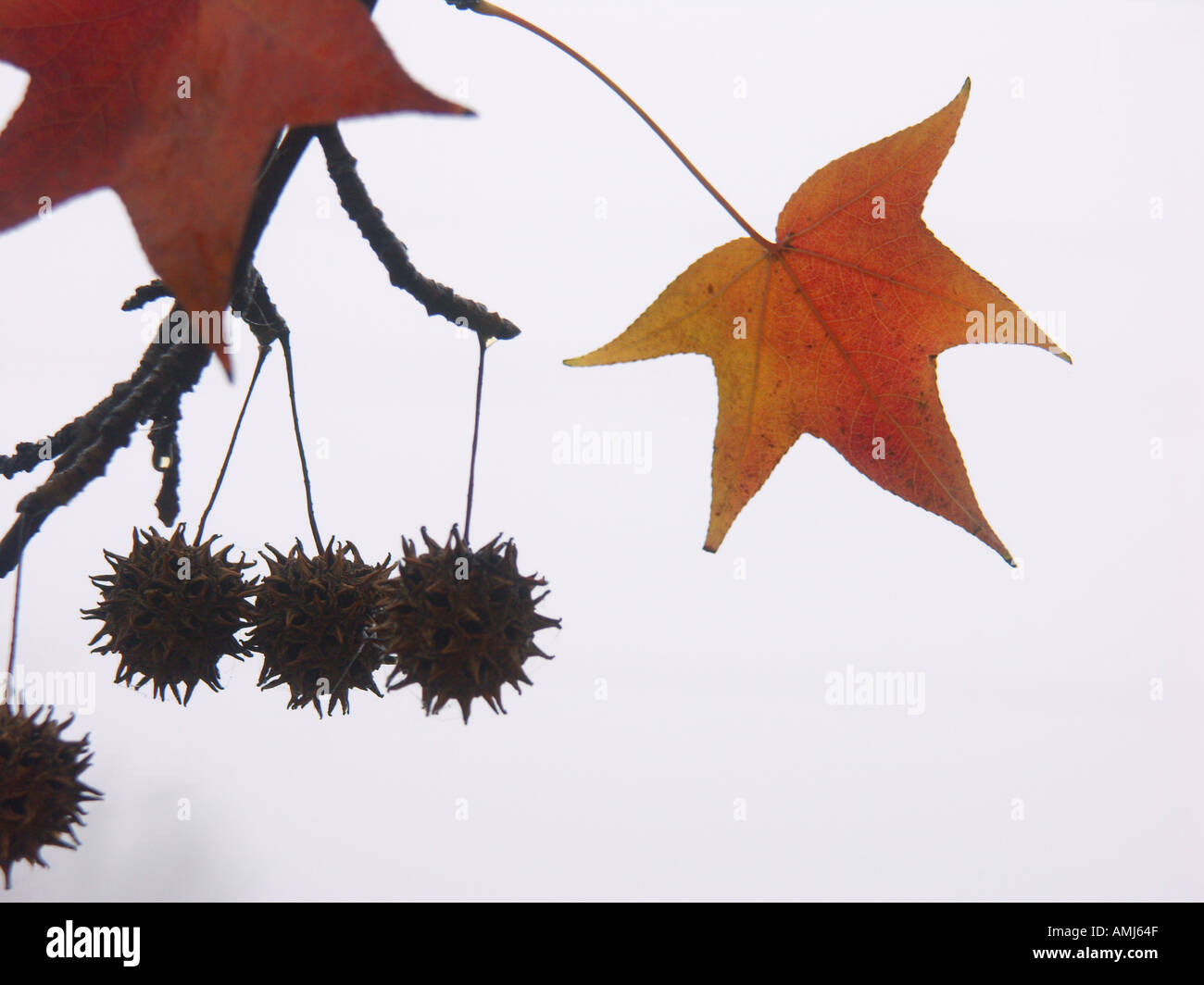 Autumn leaves and seed pods on Liquidambar tree Stock Photo - Alamy