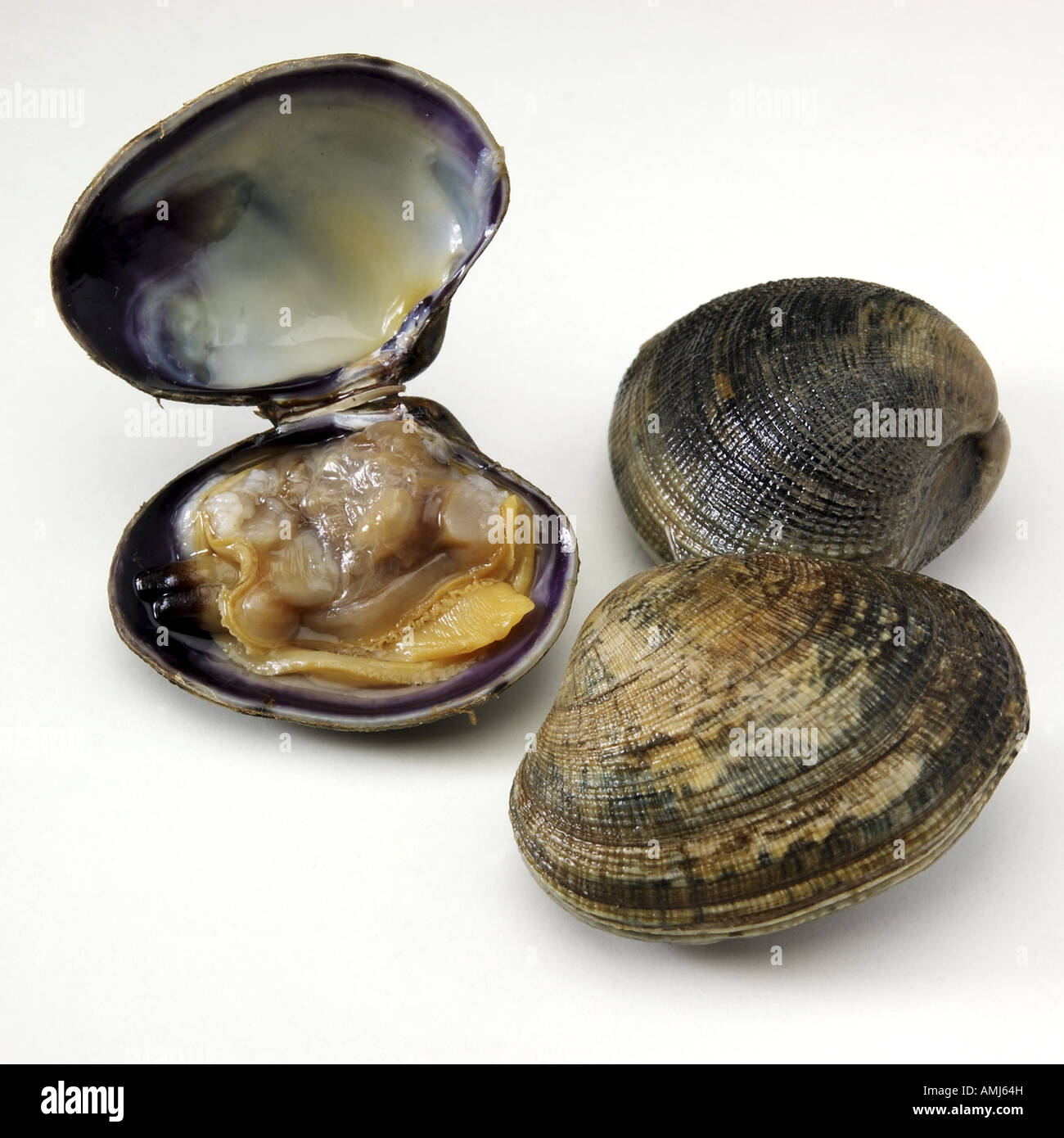 Studio open clam shell hi-res stock photography and images - Alamy