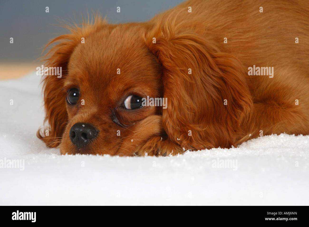 Cavalier King Charles Spaniel puppy ruby 4 month Stock Photo - Alamy
