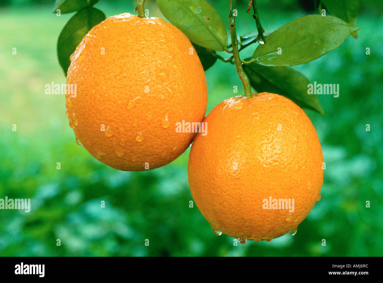 Oranges, Redlands, California, USA Stock Photo - Alamy