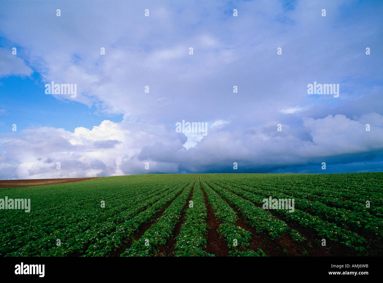 Oregon strawberries hi-res stock photography and images - Alamy