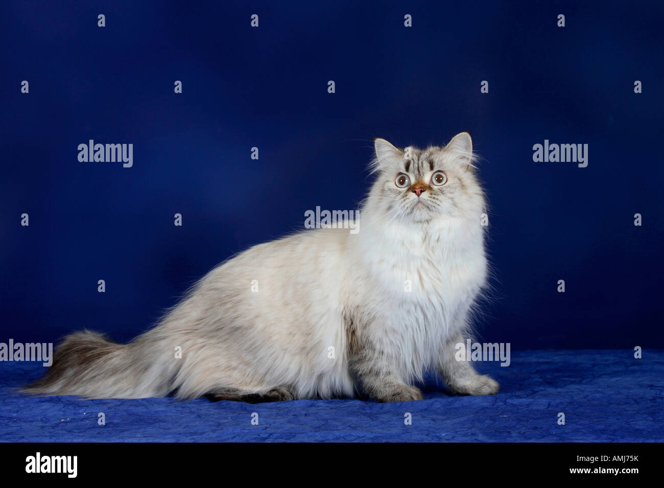 British Longhair Cat chocolate tabby point Highlander Lowlander ...
