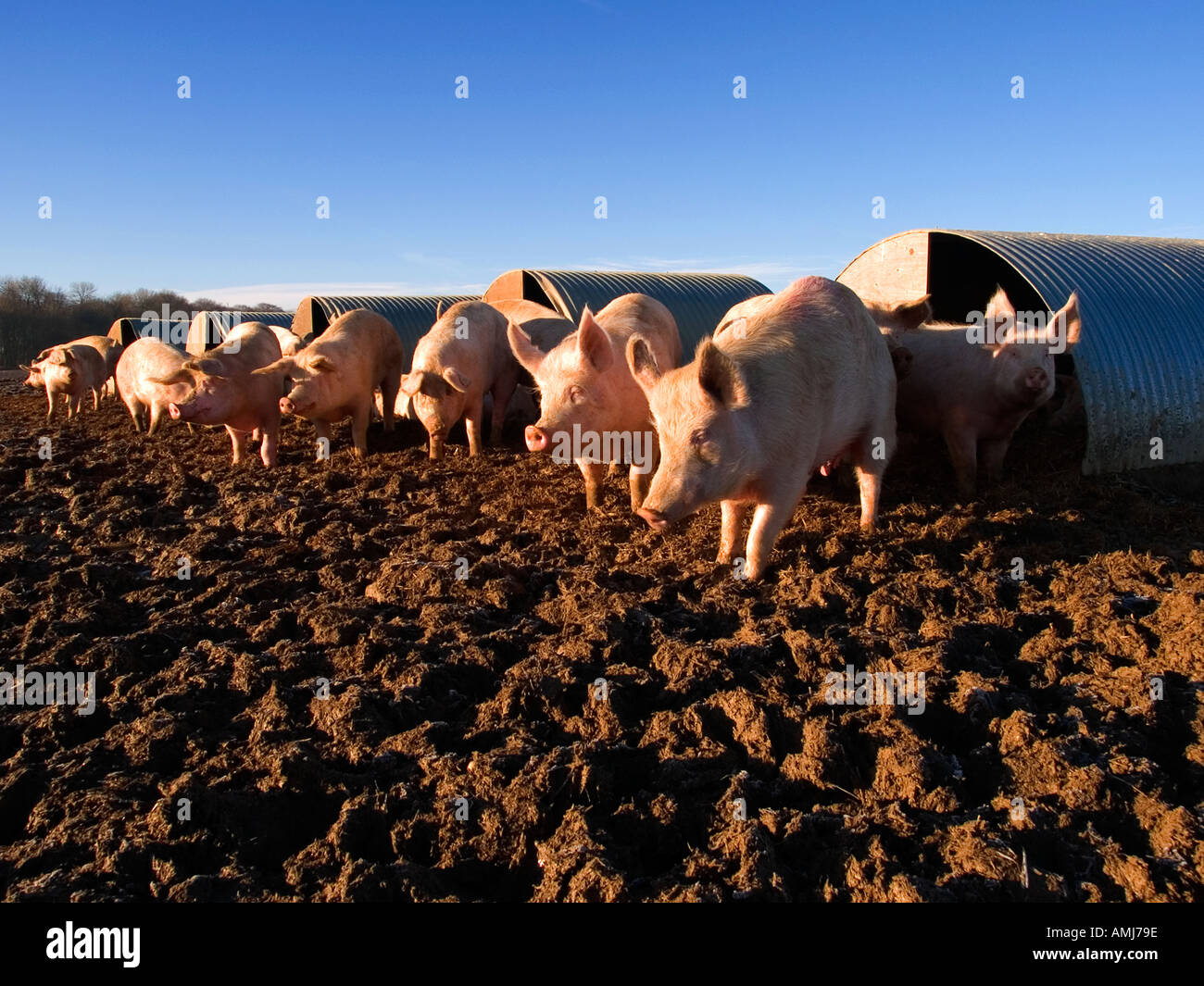 Rearing Pigs Uk Stock Photos & Rearing Pigs Uk Stock Images - Alamy