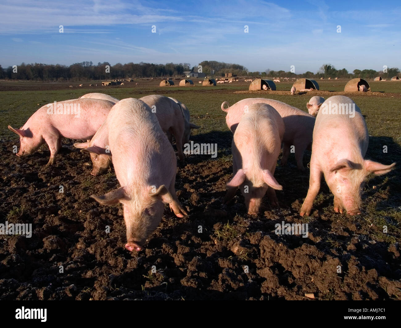 Group of pigs in early morning sun Hampshire England Stock Photo - Alamy